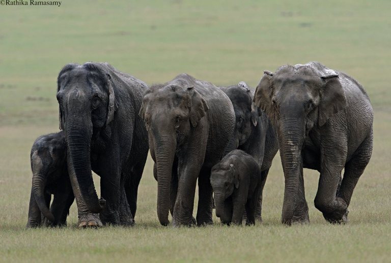 Rathika Ramasamy (WildLife Photographer) Wiki, Biography, Age, Images ...